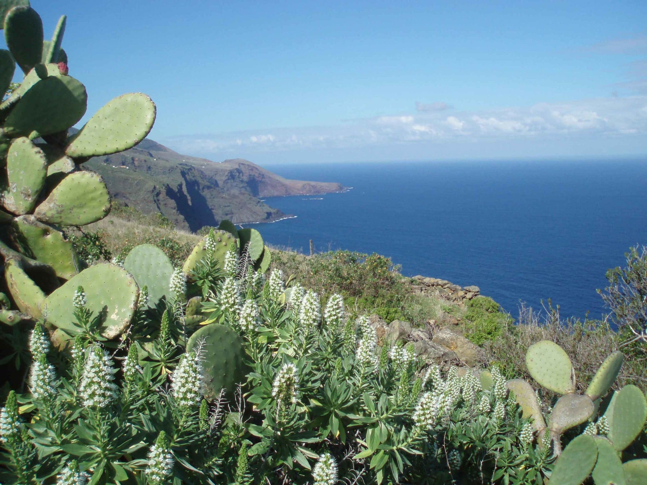 Observations botaniques aux Canaries - Trekking Canaries